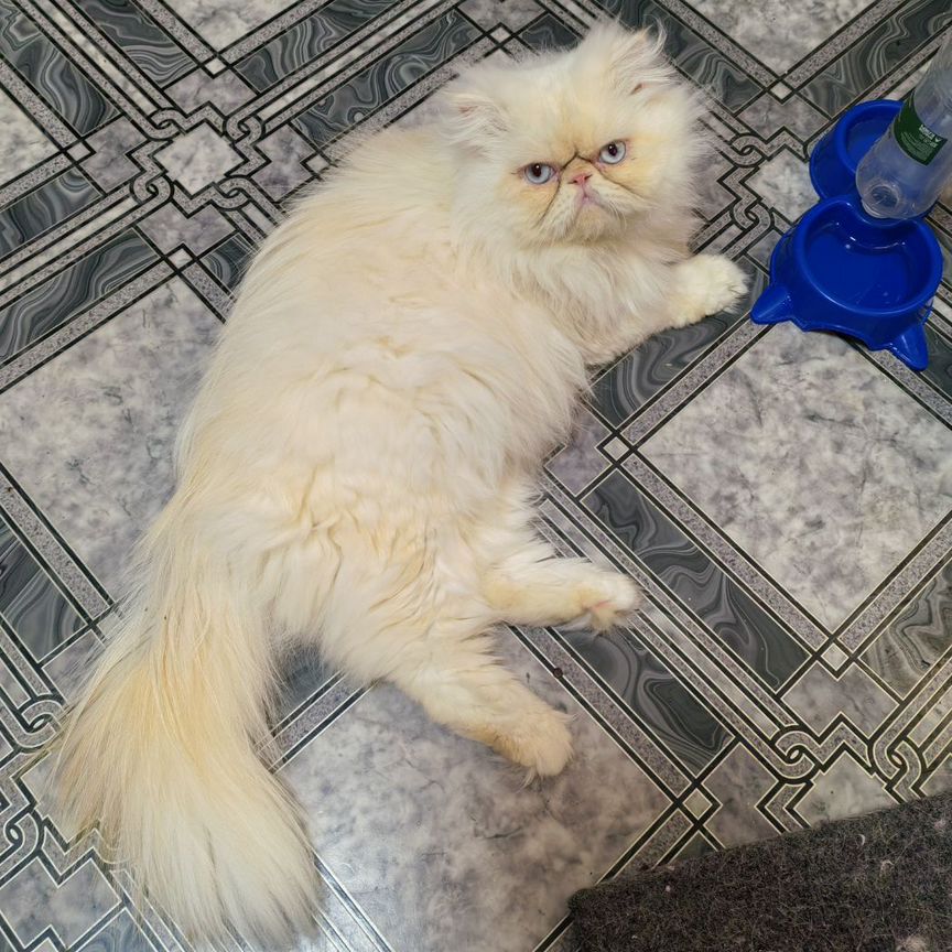 Персидский, взрослый кот