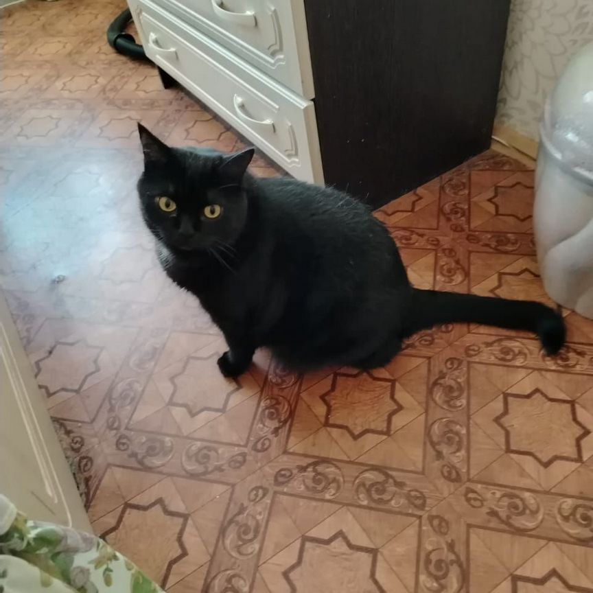 Домашнего кота выгоняют на улицу