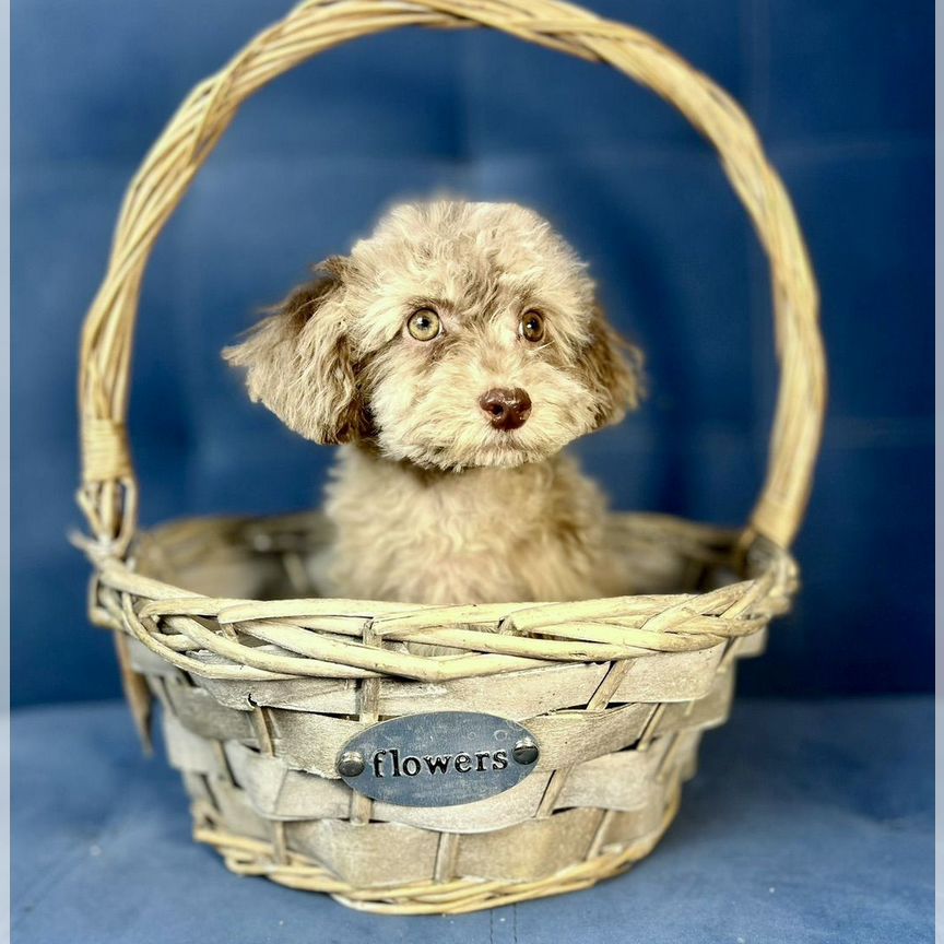 Мальтипу, щенок