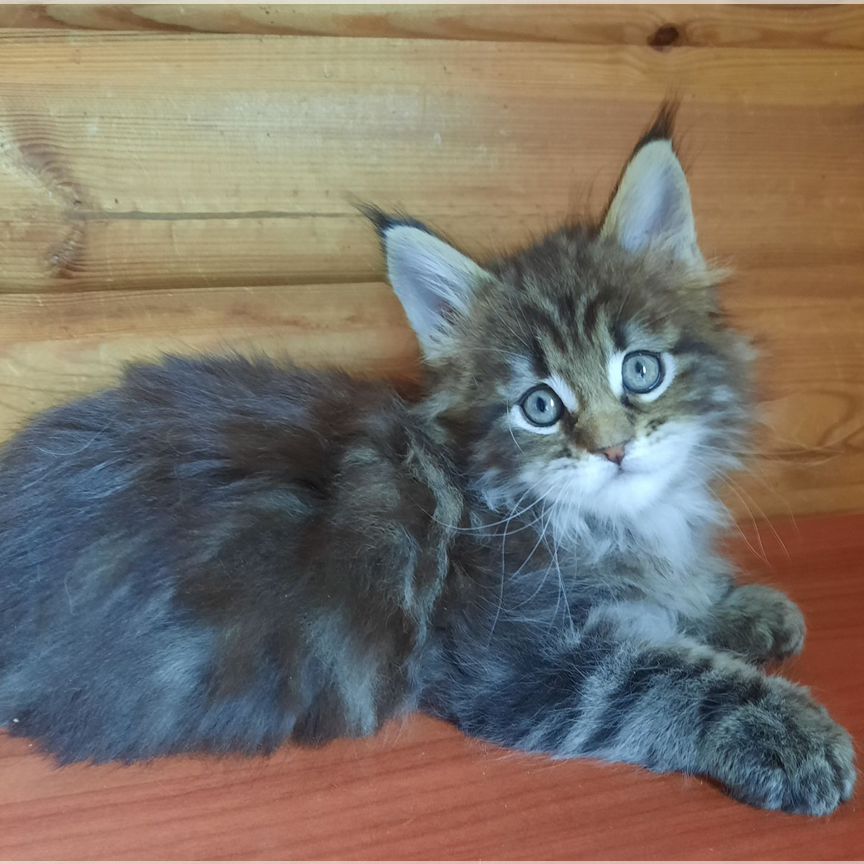 Мейн-кун котёнок