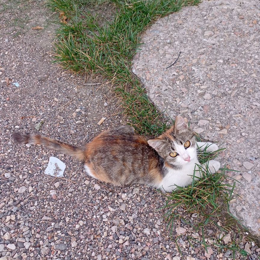 Котёнок в добрые руки