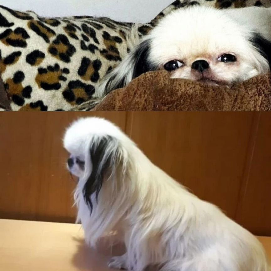 Щенки от микро Яп хина