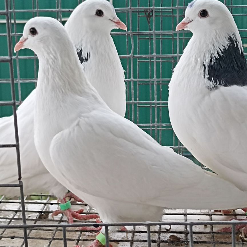 Голуби гривуны