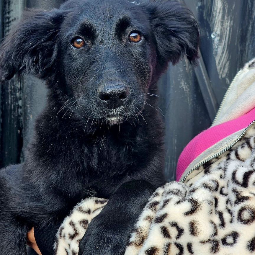 Черный щенок в добрые ручки