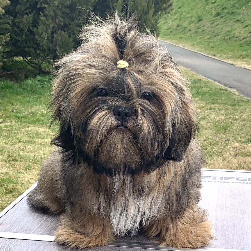 Ши-тцу, щенок