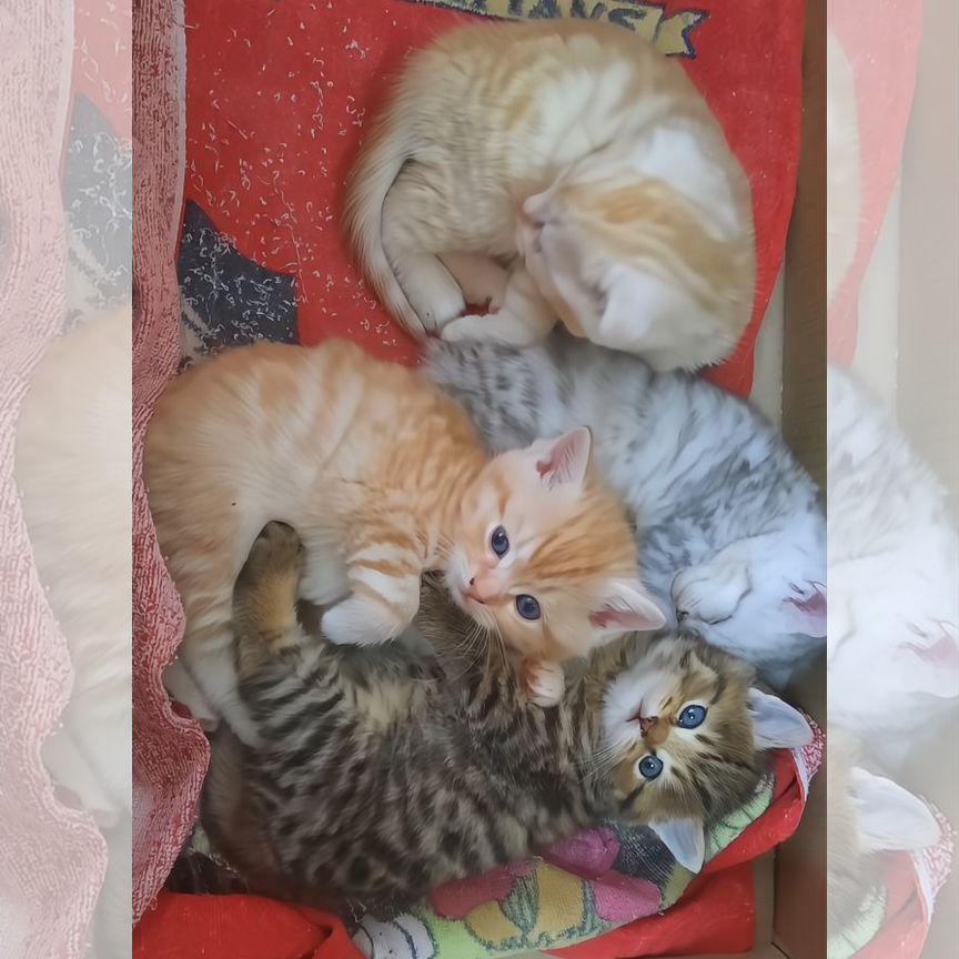 Шотландский прямоухий короткошёрстный котёнок