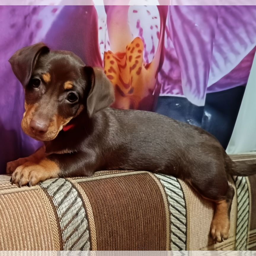 Такса, щенок