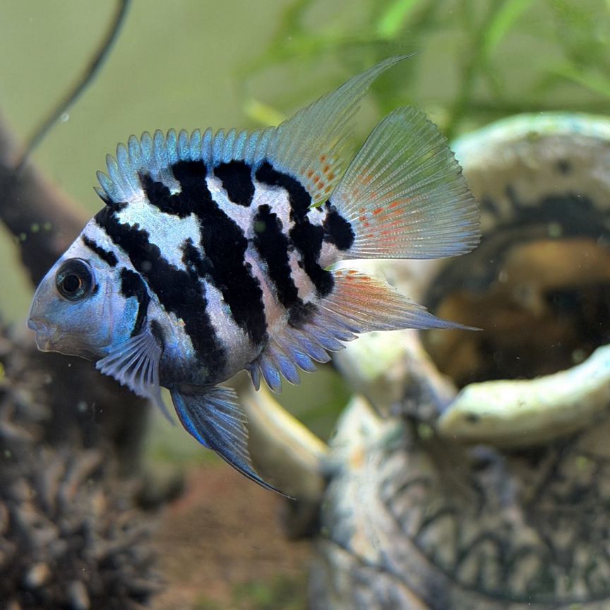 Сапфировый попугай мальки