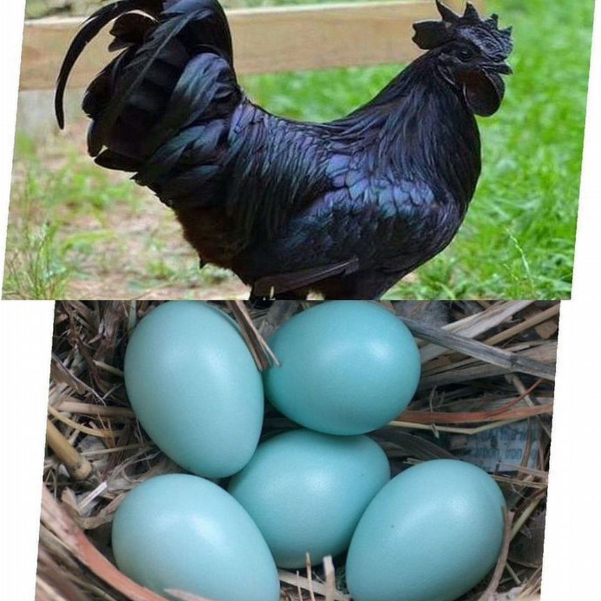 Черный петух ухейилюй