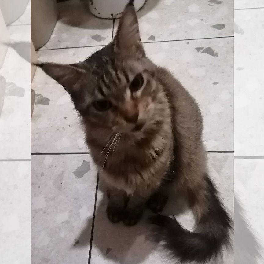 Мейн-кун, взрослая кошка