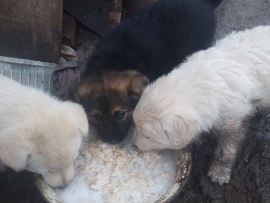 Милые щеночки