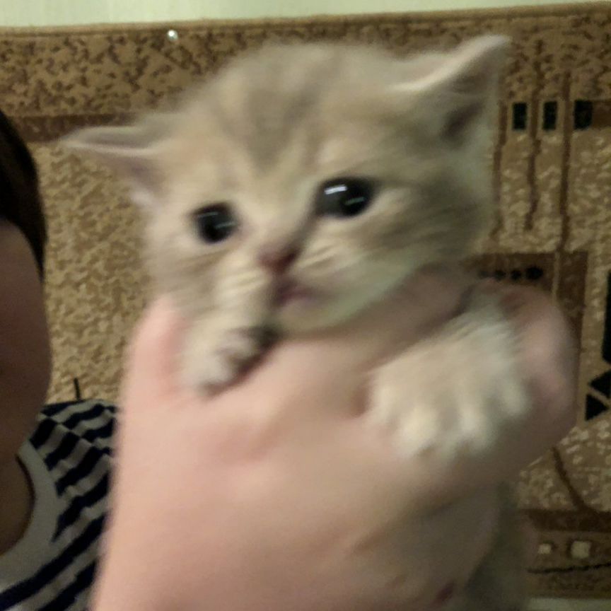 Шотландские котята