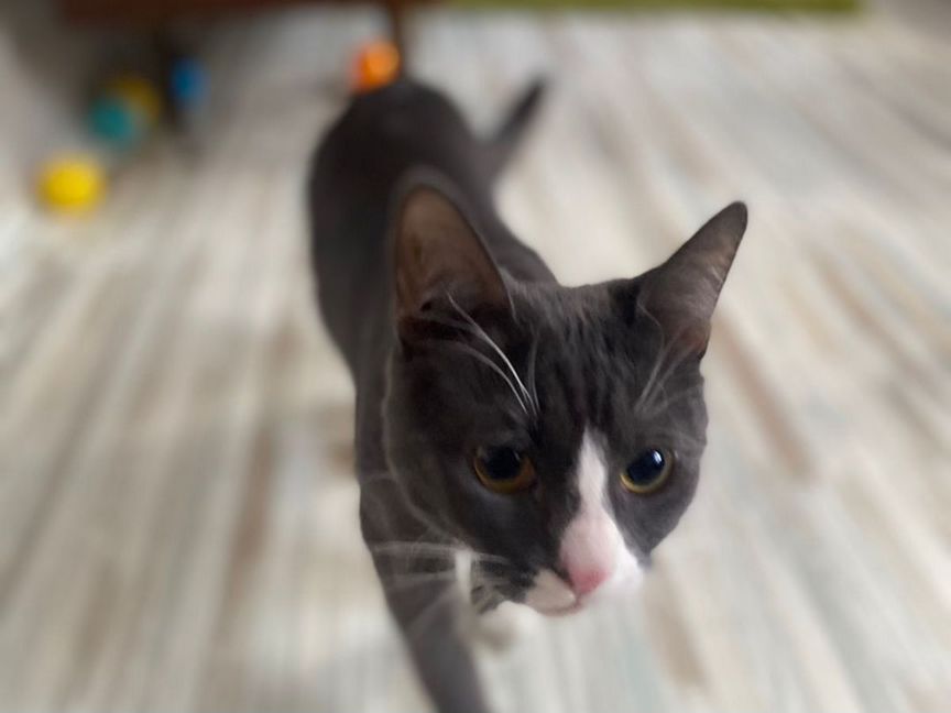 Котик