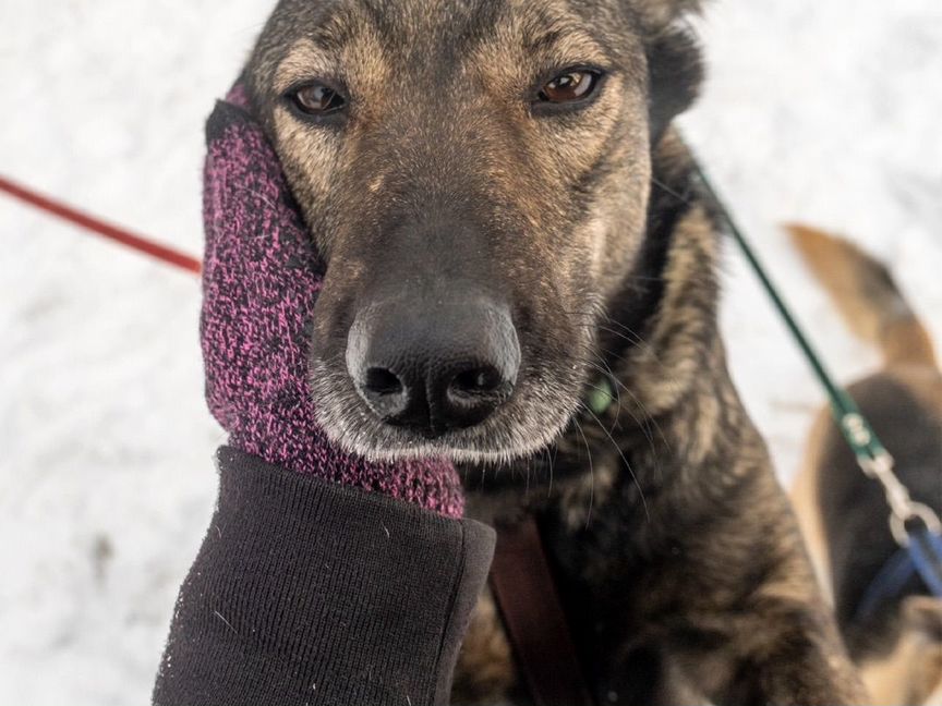 Нежная Гренка пропадает в приюте