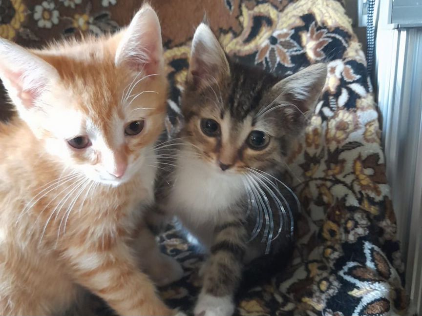 Котята возраст 3 месяца ищут дом