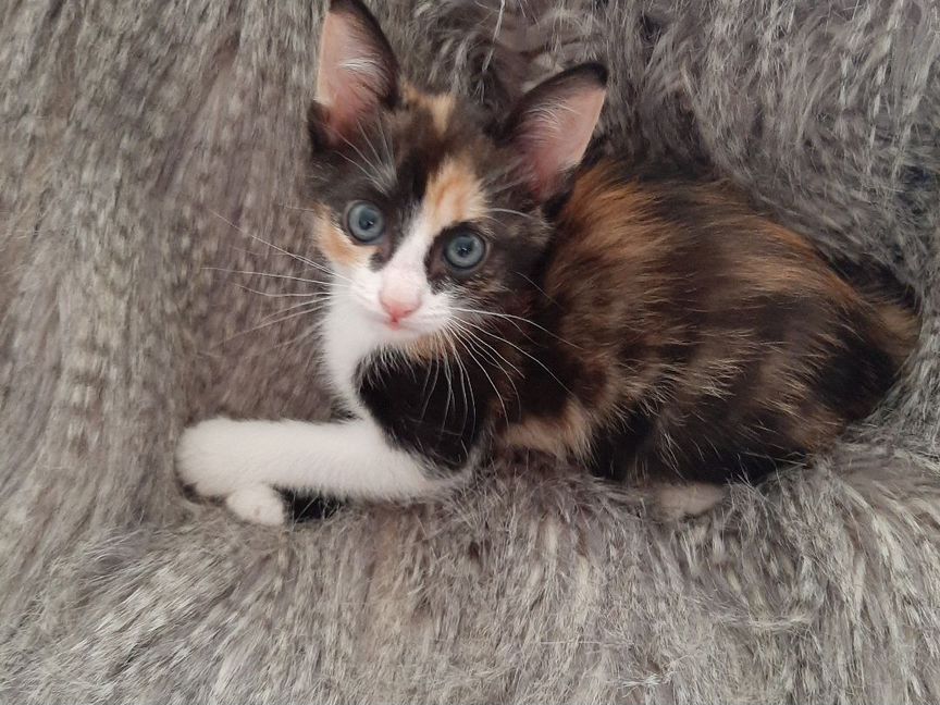 Майские котята в добрые руки