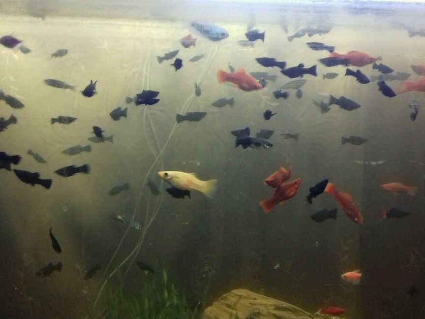 Аквариумные рыбки