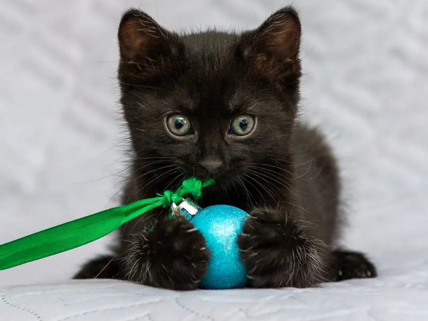 Кошка