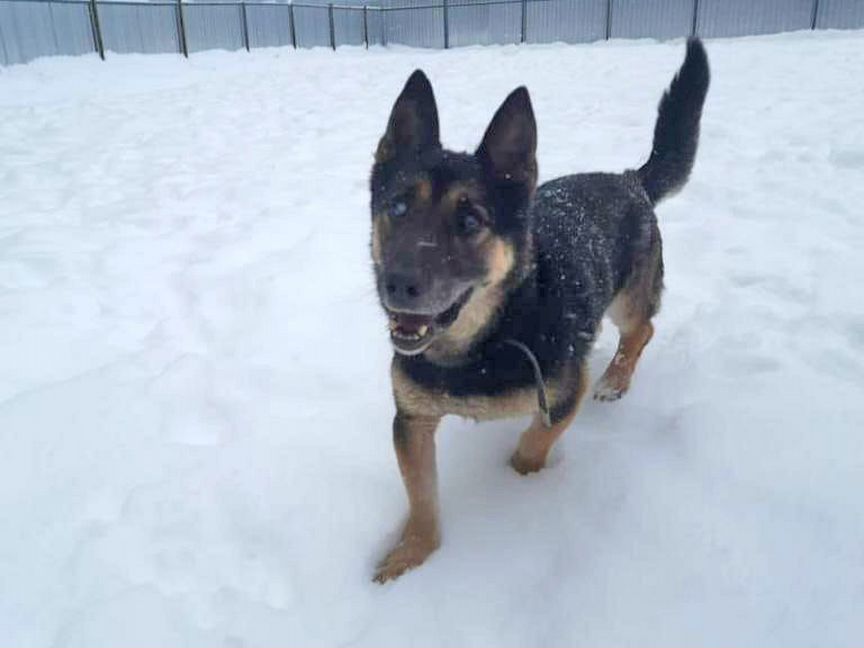 Особенный пес Ли надеется на семью