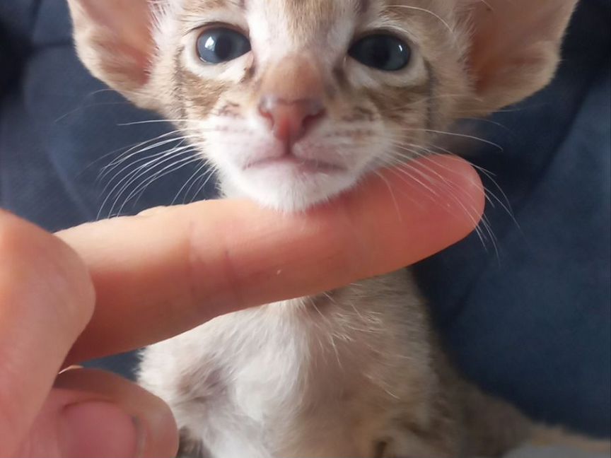 Ориентальная