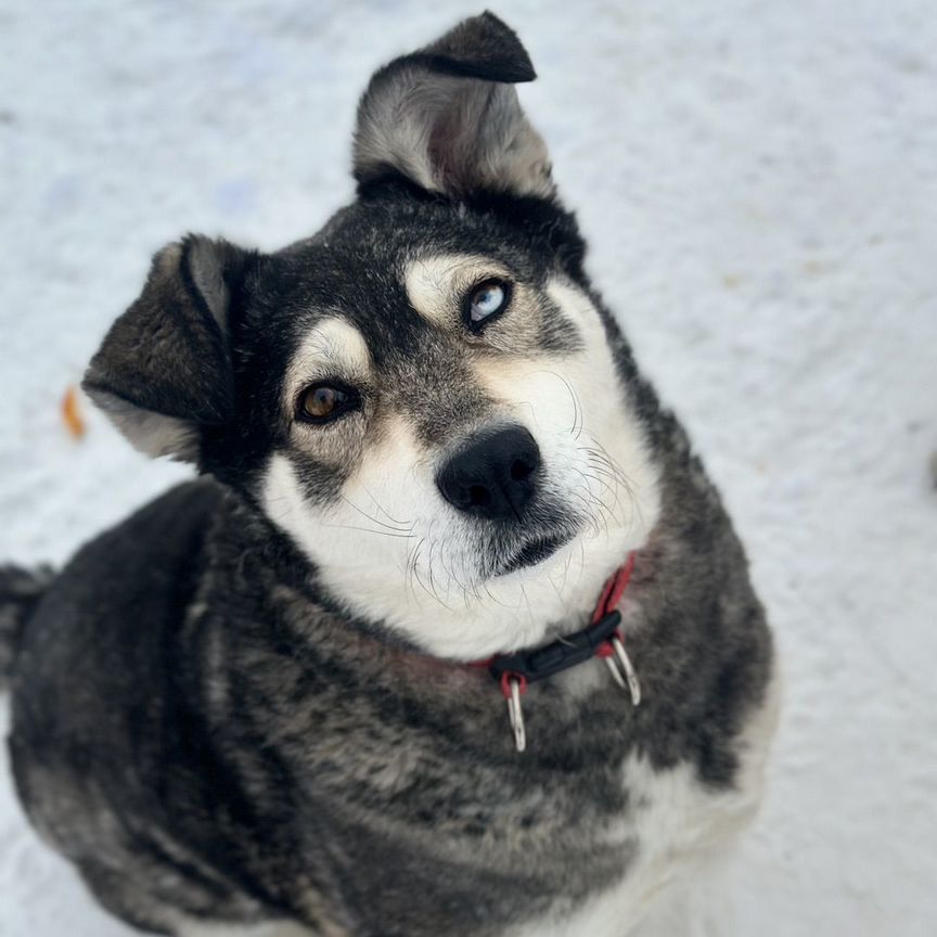 Сибирская хаски Люся