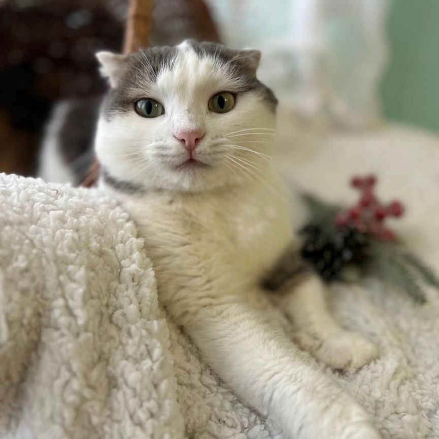 Ласковая вислоухая кошка