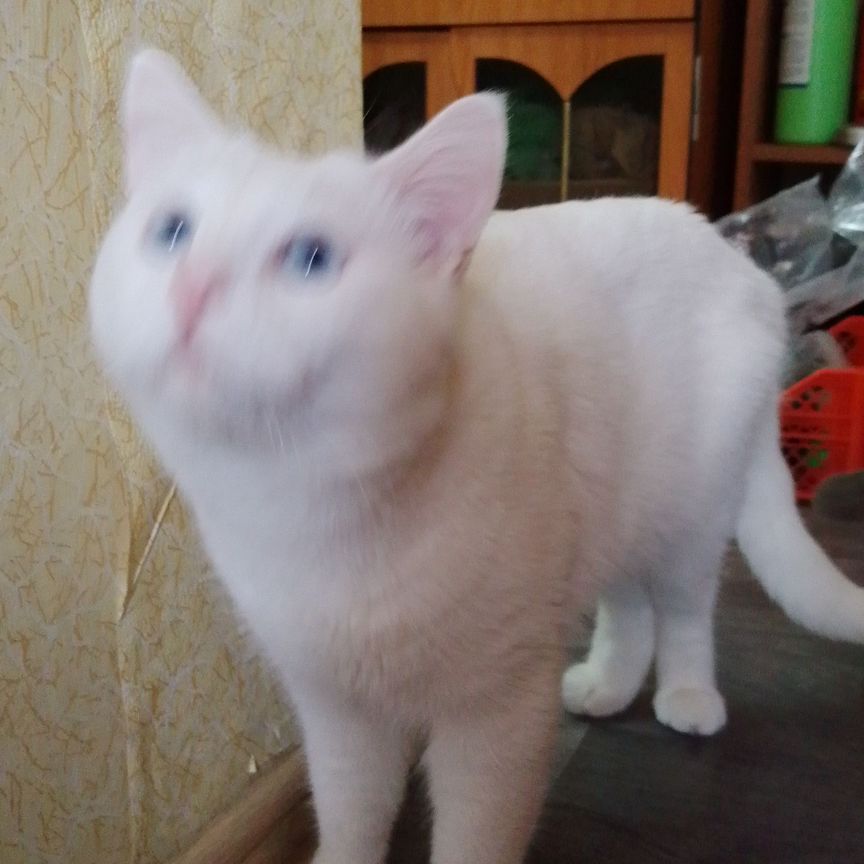 Кот Люциан