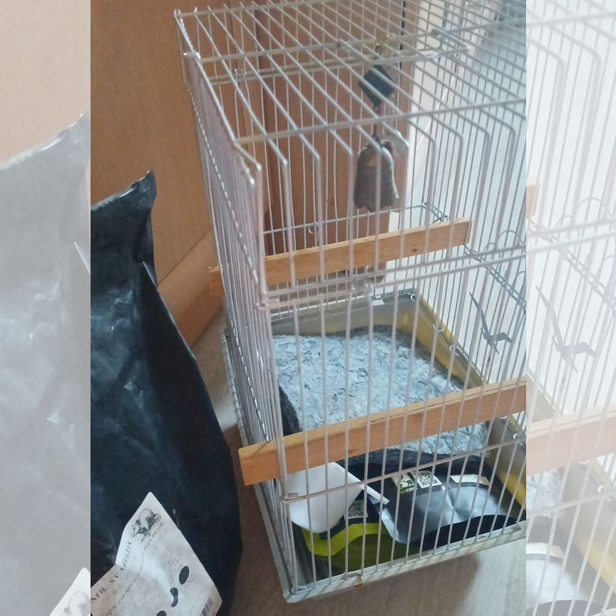 Клетка