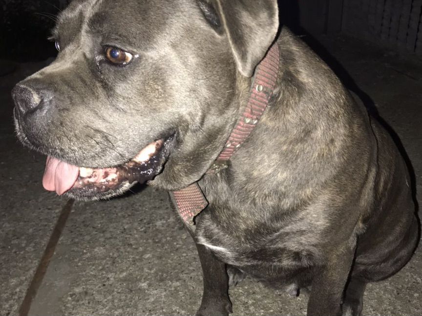 Кане корсо вязка,невеста ищет жениха