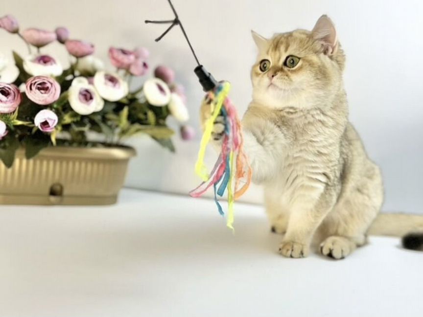 Британская золотая шиншилла