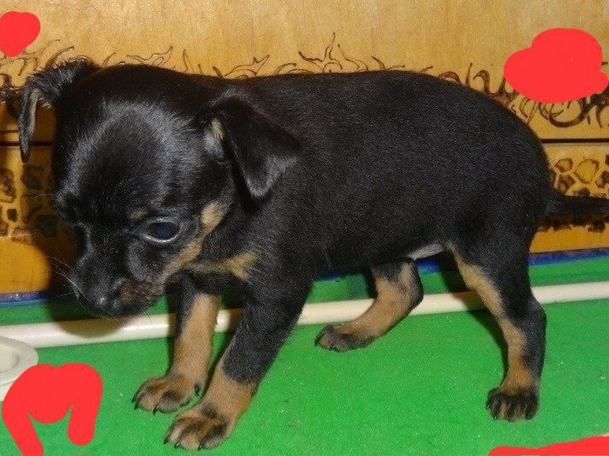 Чихотойчики