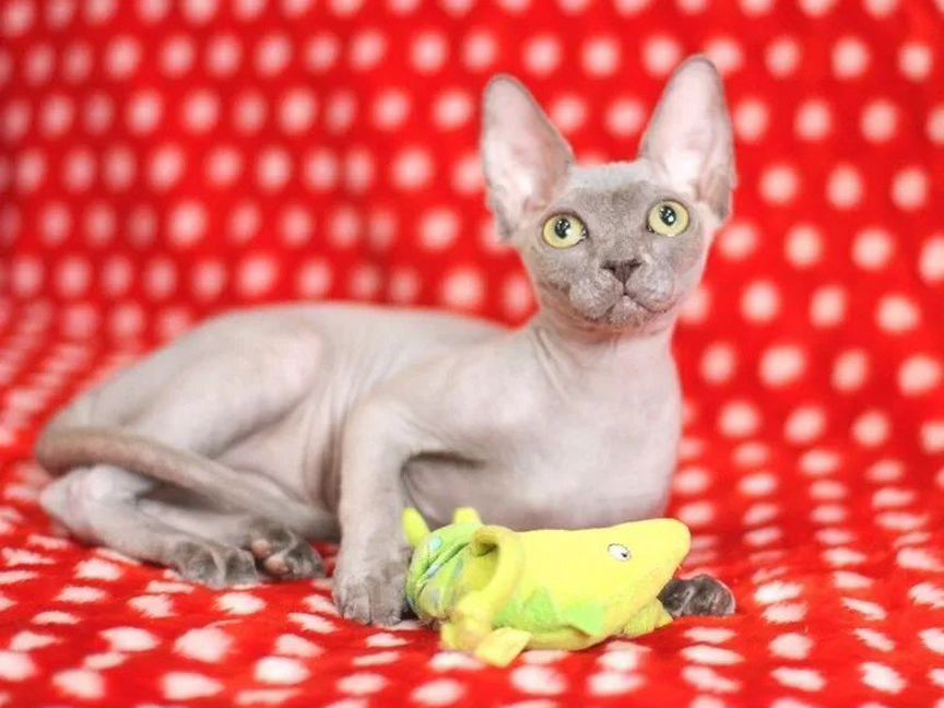 Сфинксы(стерилизованы)