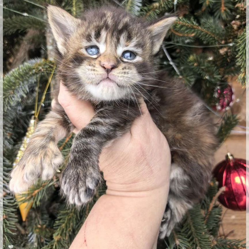 Мейн-кун котёнок