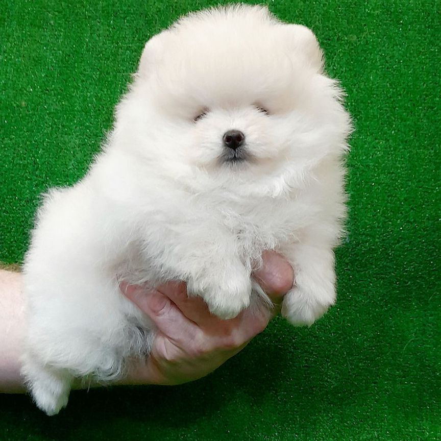 Померанский шпиц, щенок