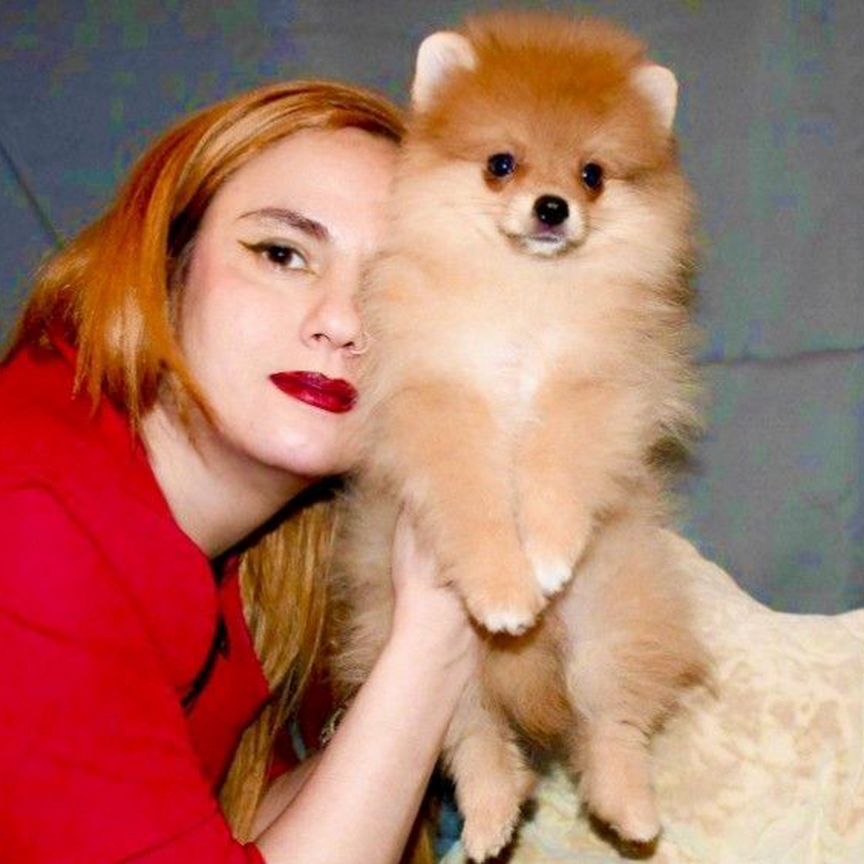 Померанский шпиц, щенок