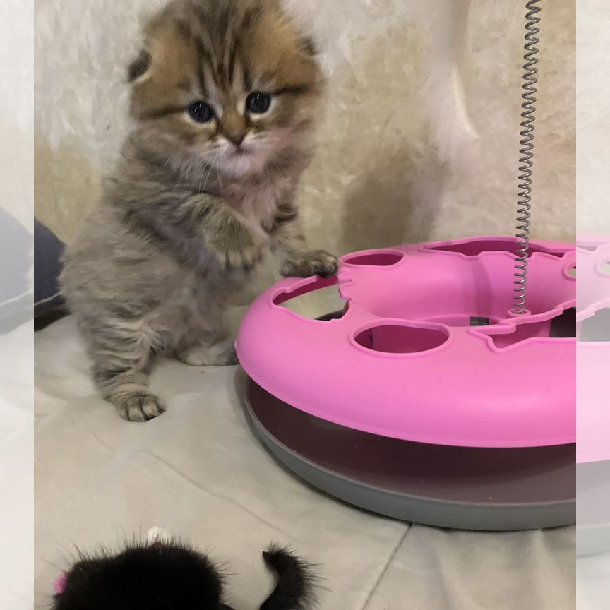 Шотландский вислоухий длинношёрстный котёнок
