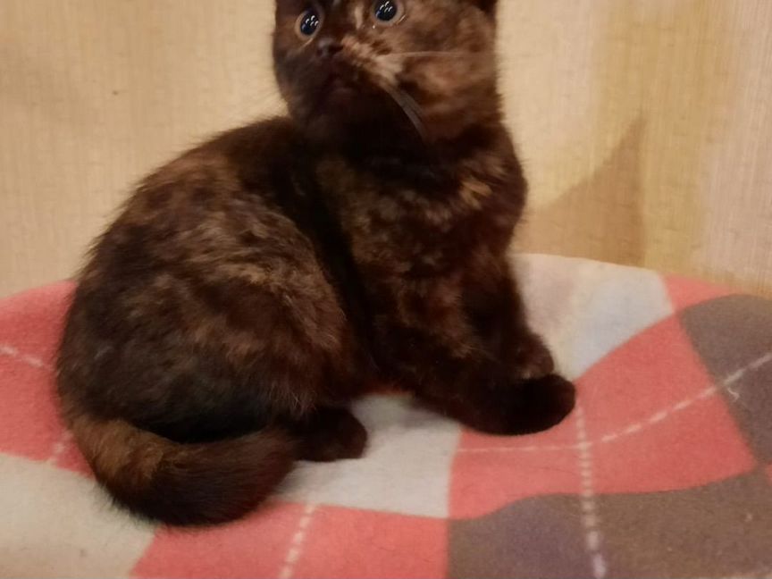 Кошка Вишенка 3 месяца