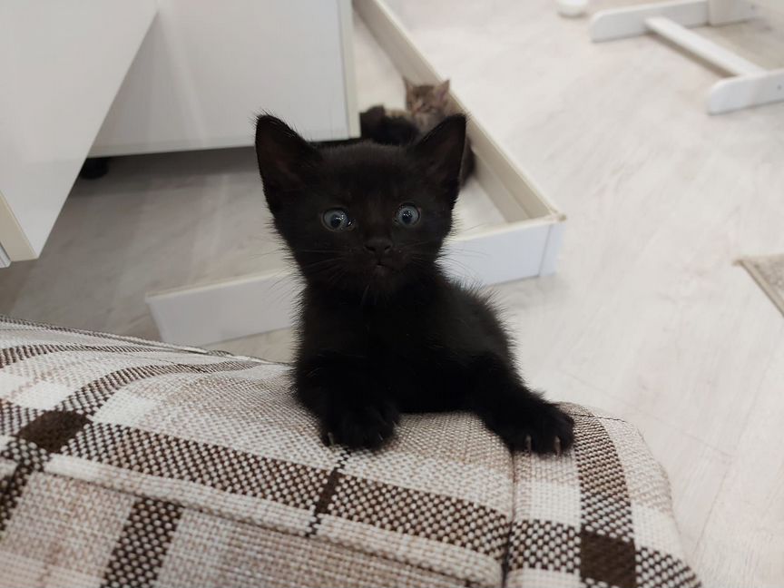 Отдам котят
