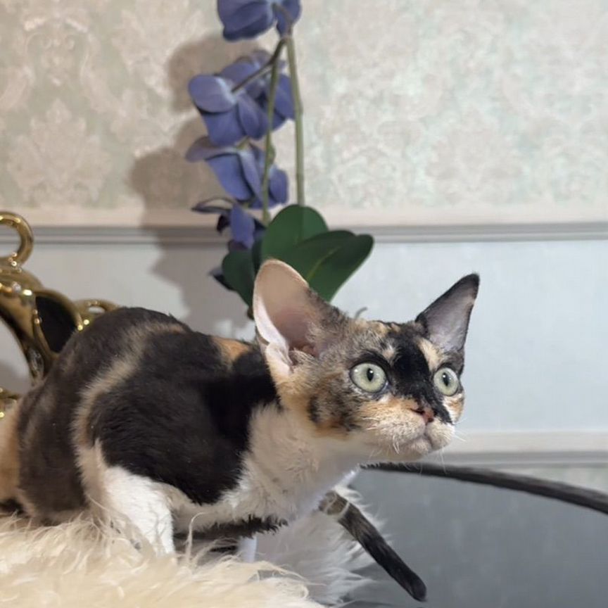 Девон-рекс котёнок