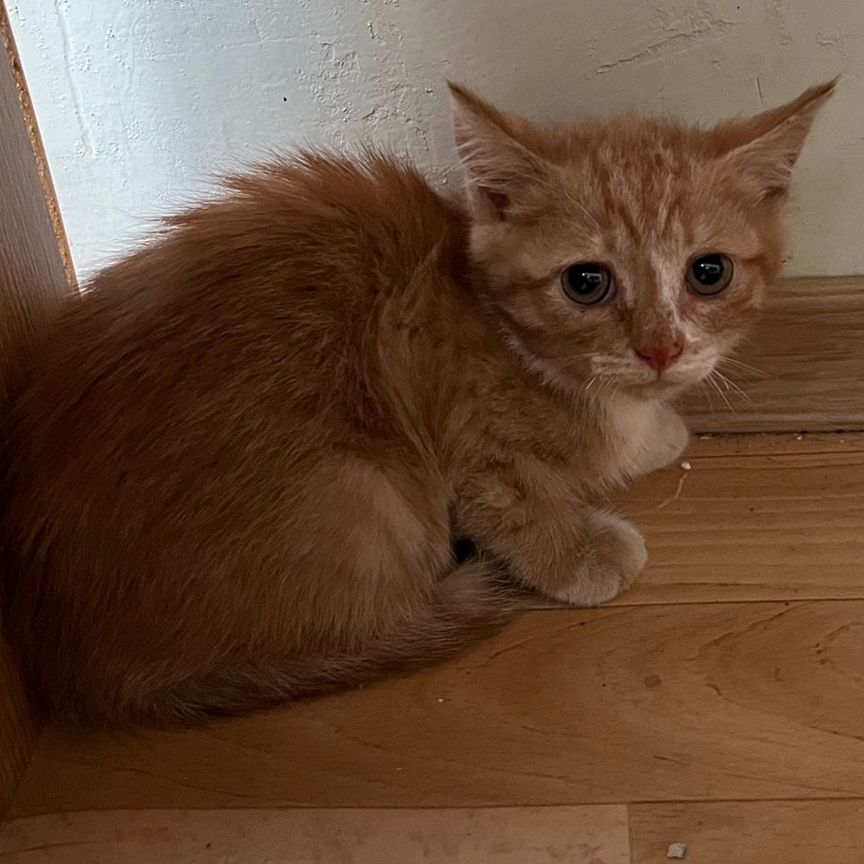 Котёнок в добрые руки