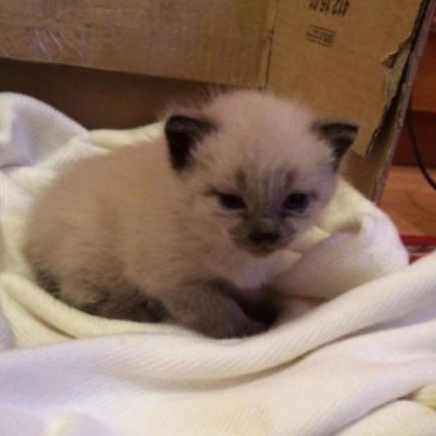 Сиамский котёнок