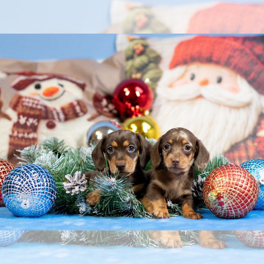 Кроличья такса, щенок