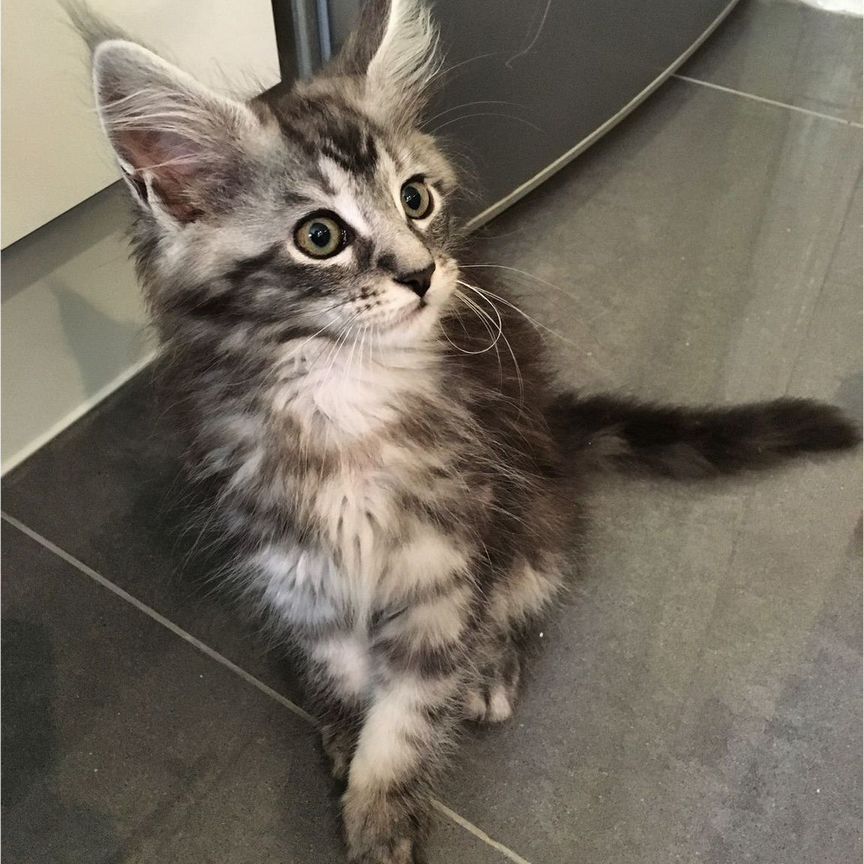 Мейн-кун котёнок