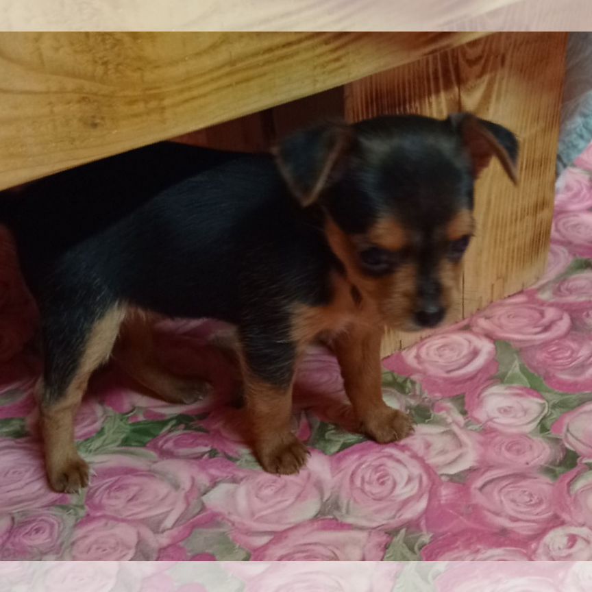 Чорки, щенок