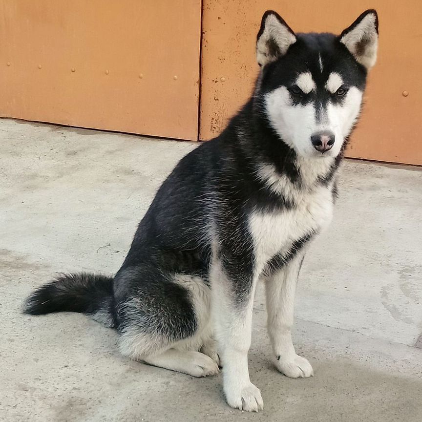 Сибирский хаски, щенок