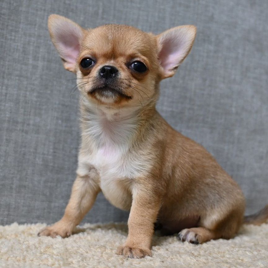 Рыжие щенки чихуахуа, мальчик
