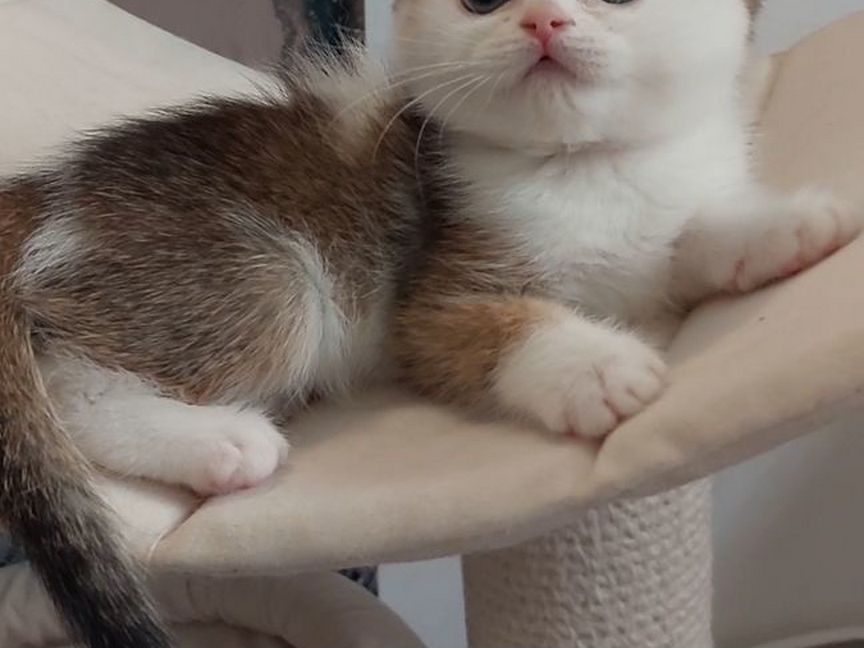 Биколорная золотая британочка