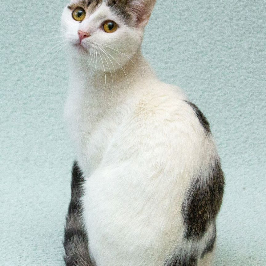 Котенок Кассандра ищет дом