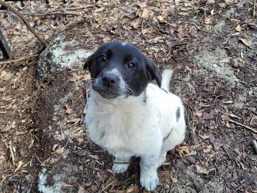 Щенок (девочка) ищет заботливого хозяина