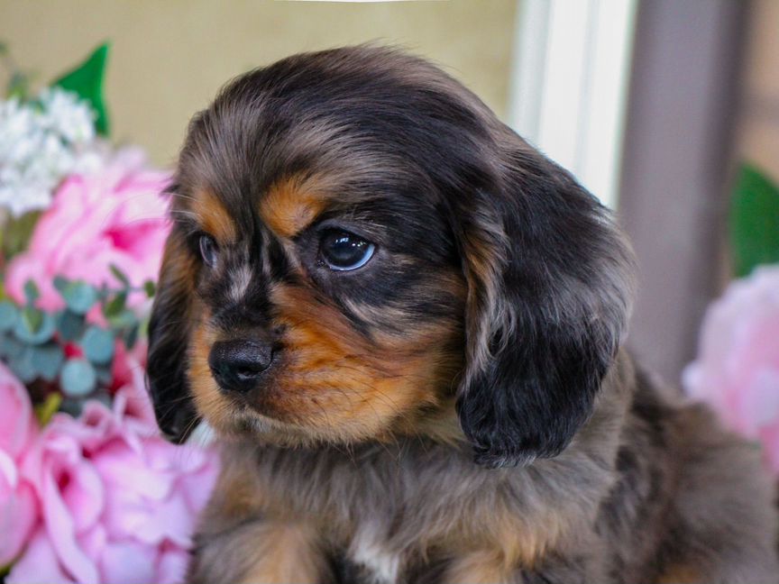 Кавалер Кинг Чарльз спаниель, мальчик. Эксклюзив